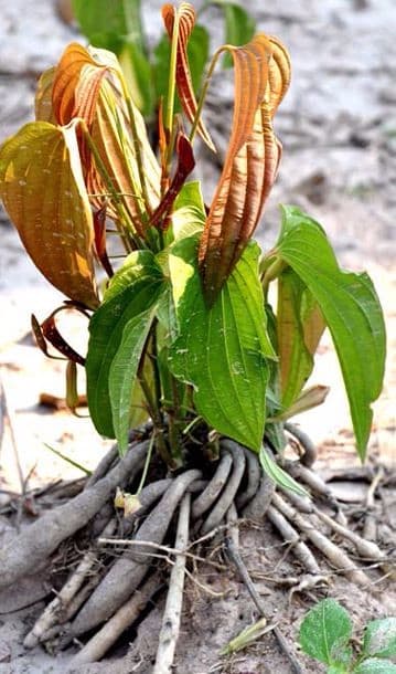 Stemona tuberos tree1x - ASIANBIOPLEX.COM